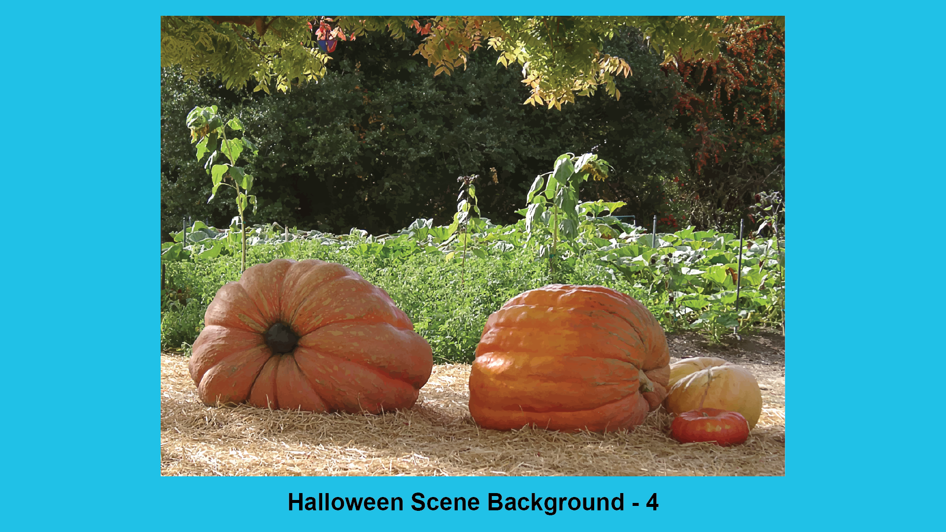Halloween Package