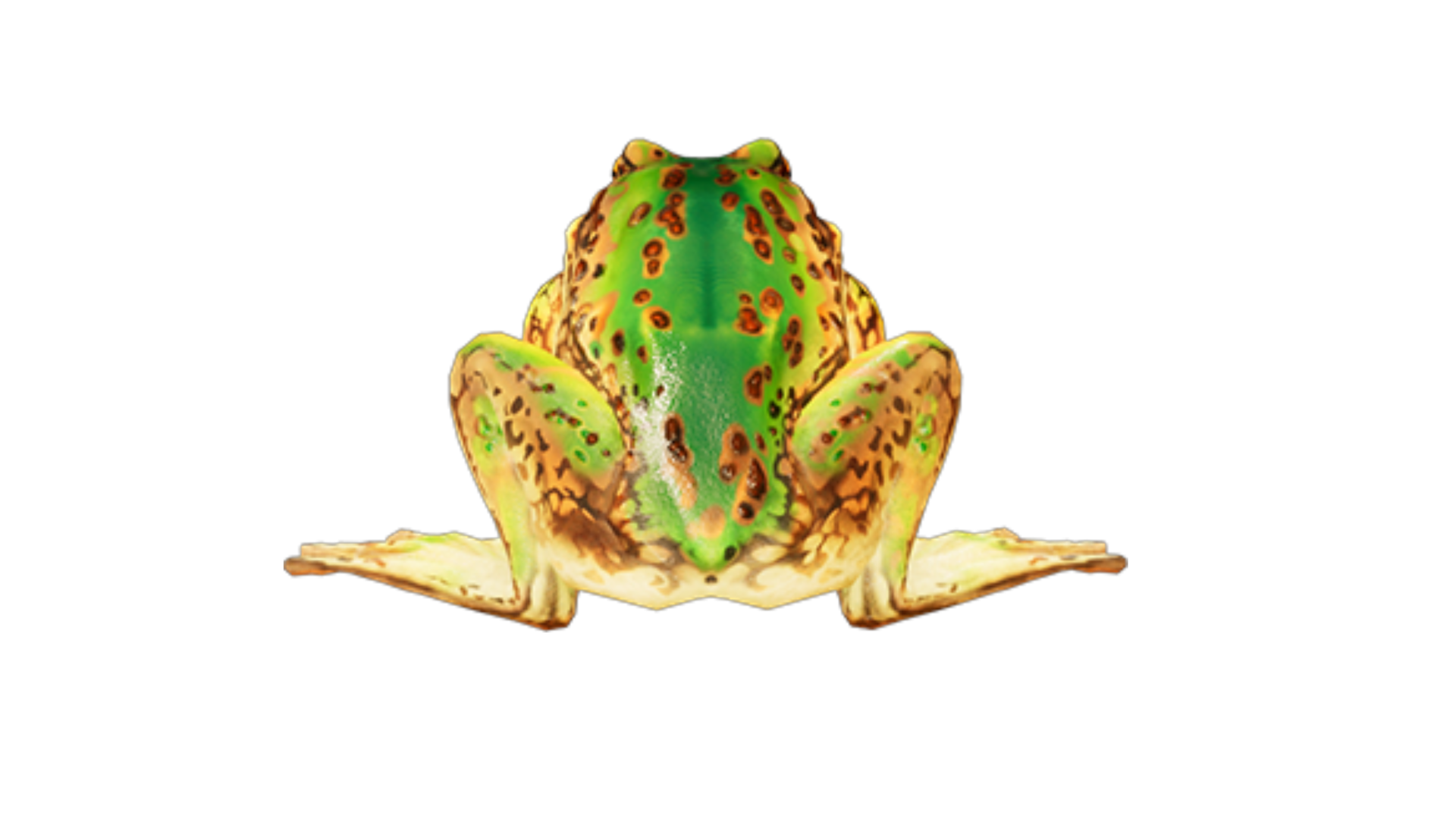 Frog 01