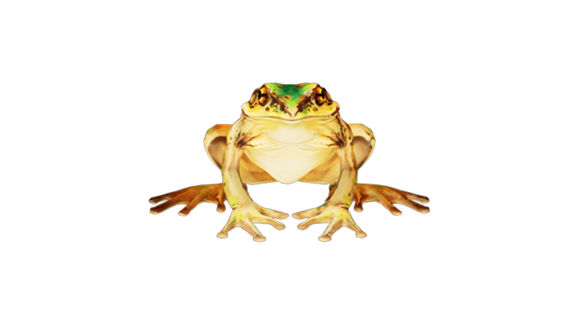 Frog 01