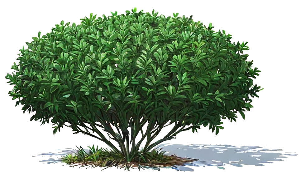 Bushes