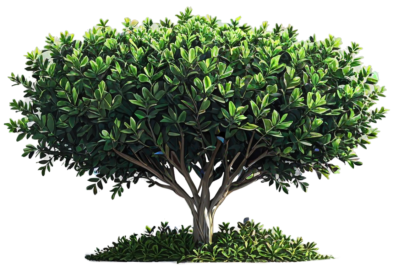 Bushes