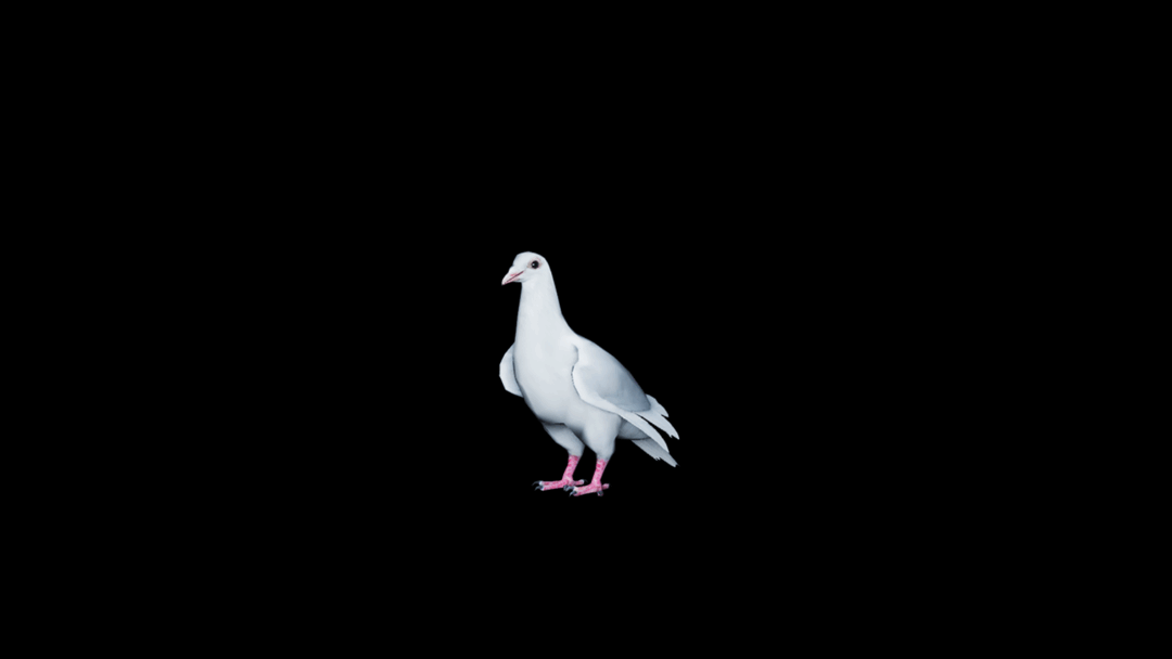 Dove