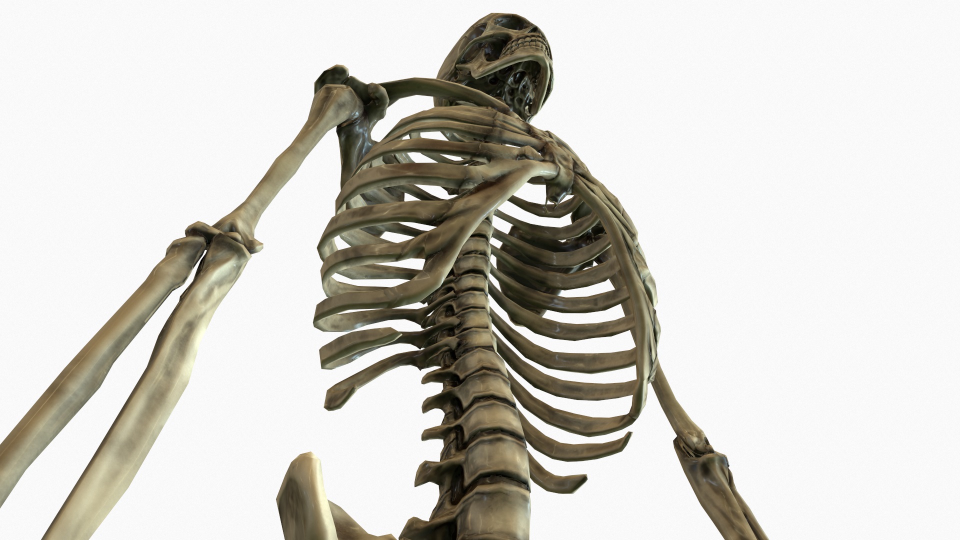 Human Skeleton
