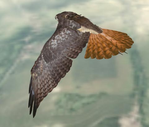 Red Tailed Hawk Fly Operate