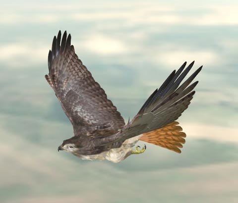 Red Tailed Hawk Fly Operate