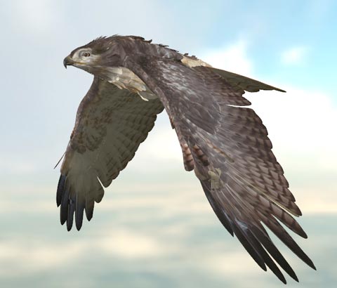 Red Tailed Hawk Fly Operate