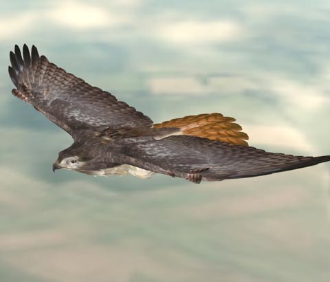 Red Tailed Hawk Fly Operate