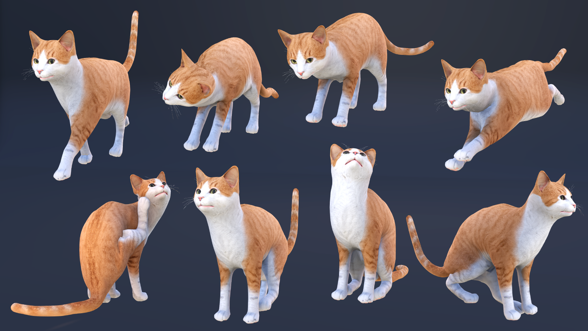 Cat_pack
