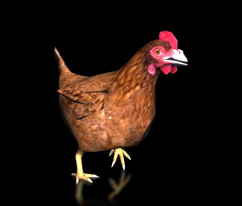 CHICKEN Bird