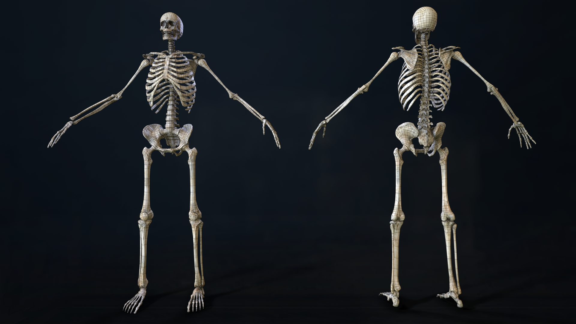 Skeleton 2.0