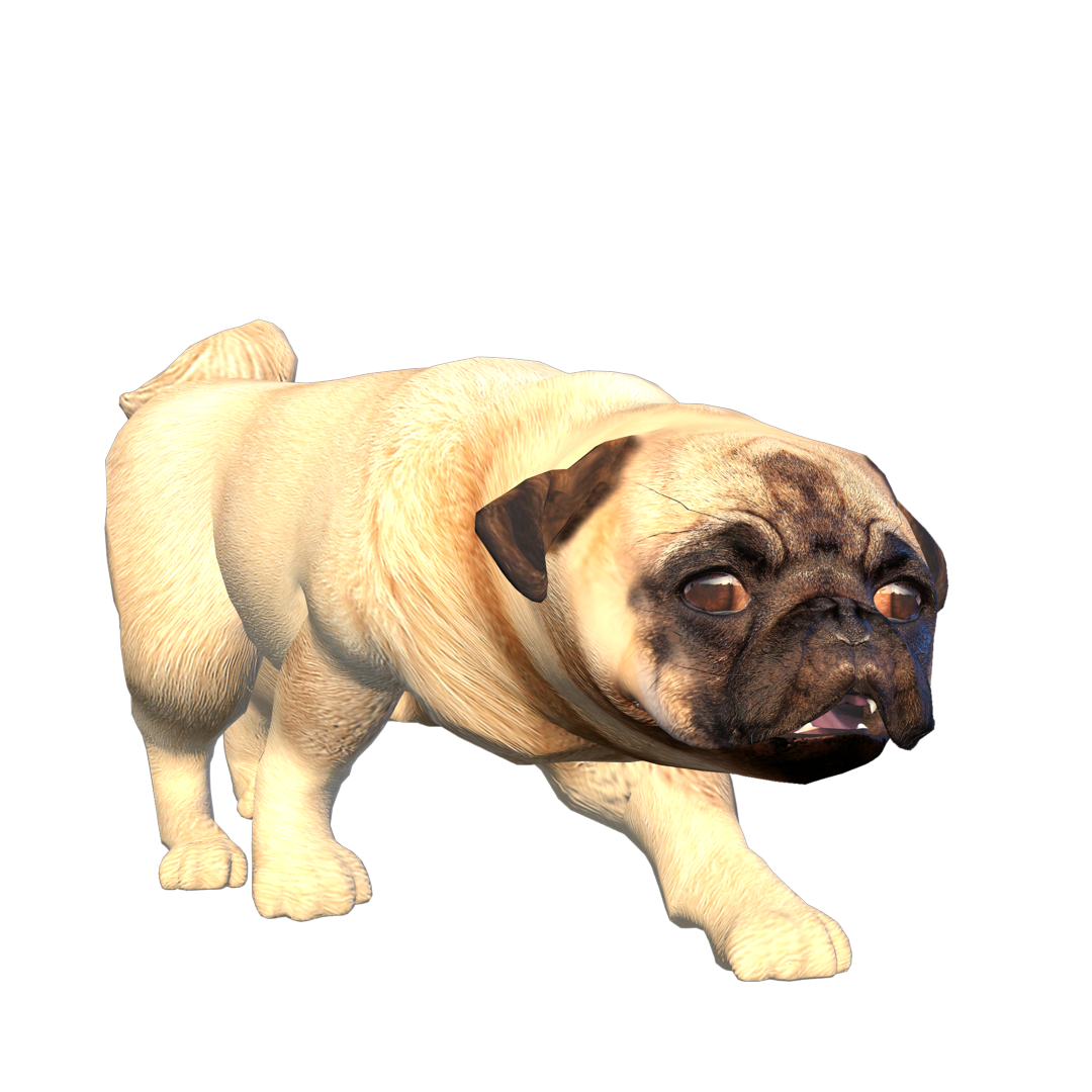 BB Puppy Dog Pug Domestic Animal