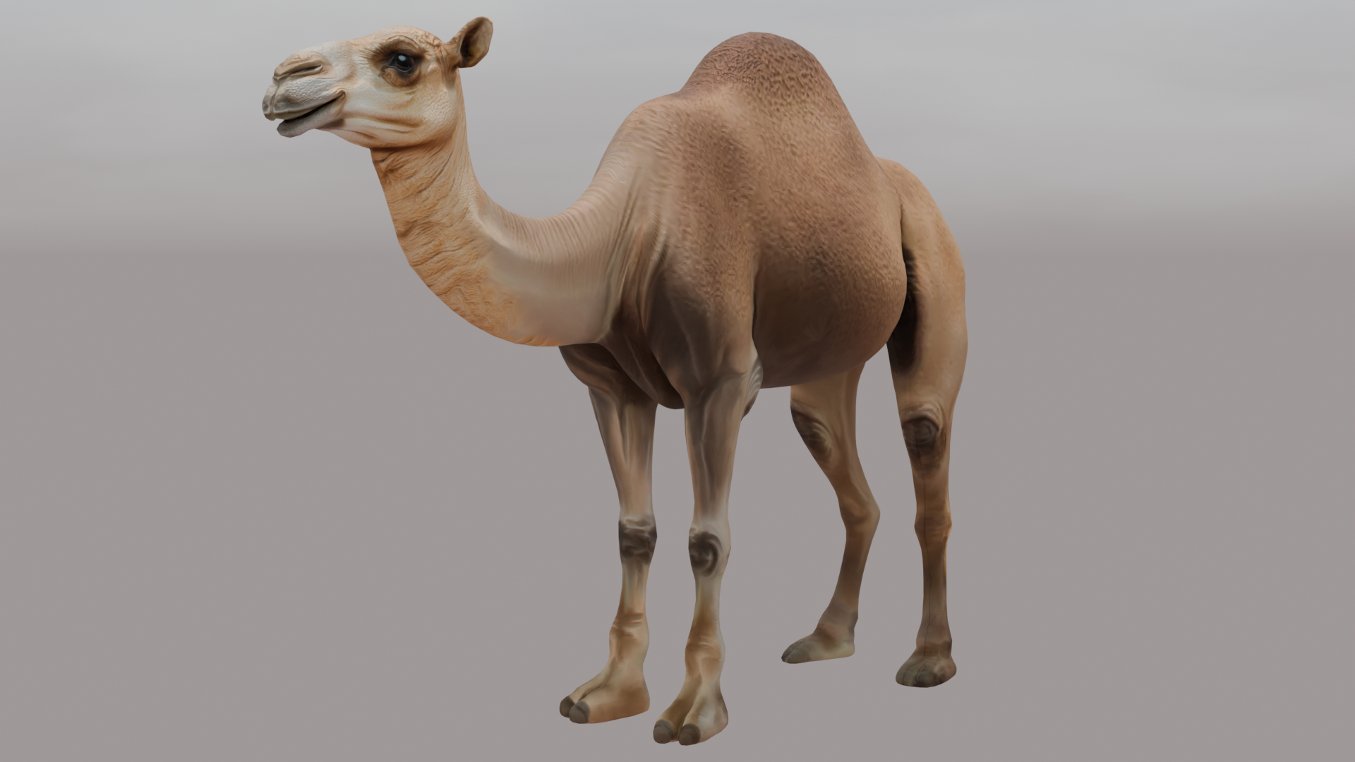 Camel