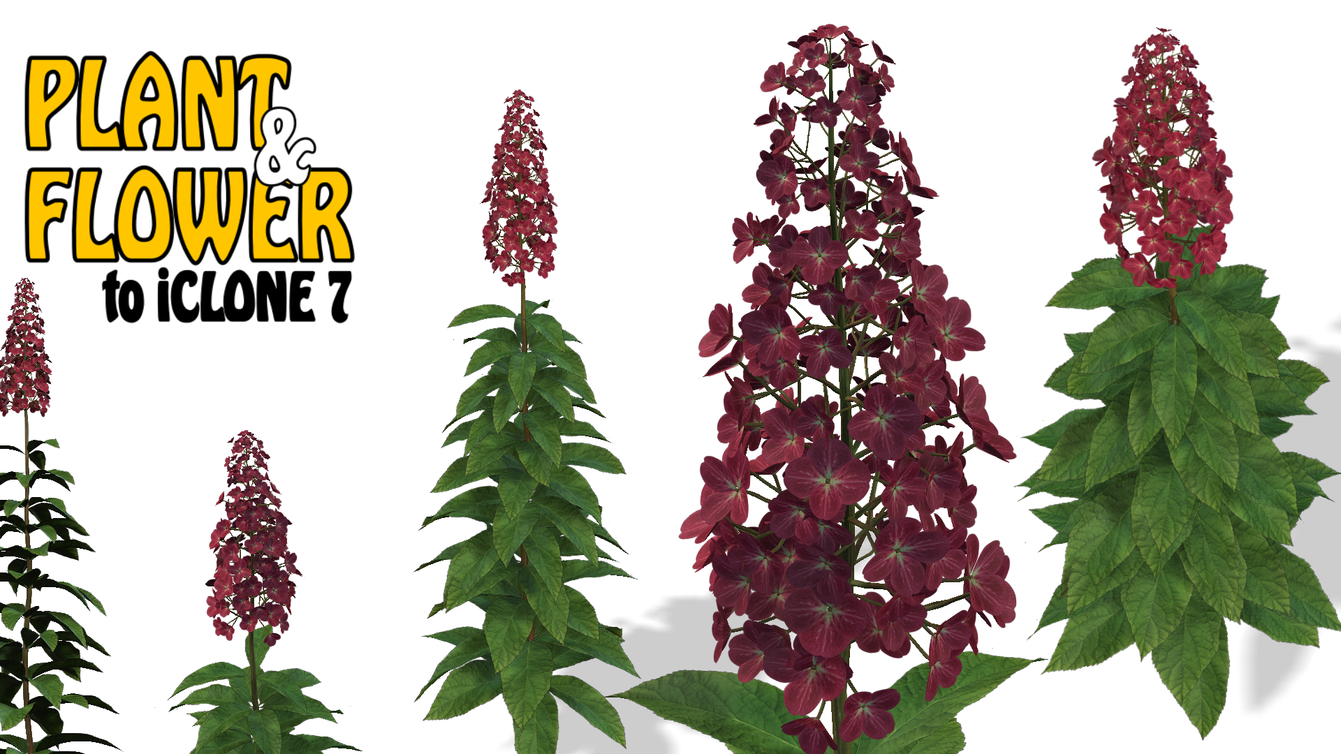 PLANT AND FLOWER