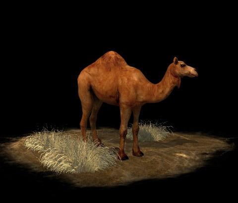 Camel Wild African Animal