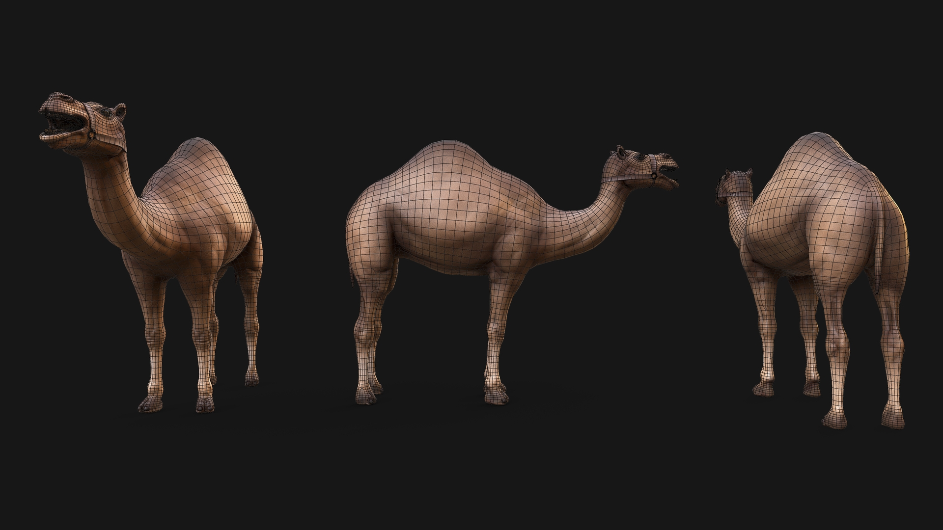 Desert Camel