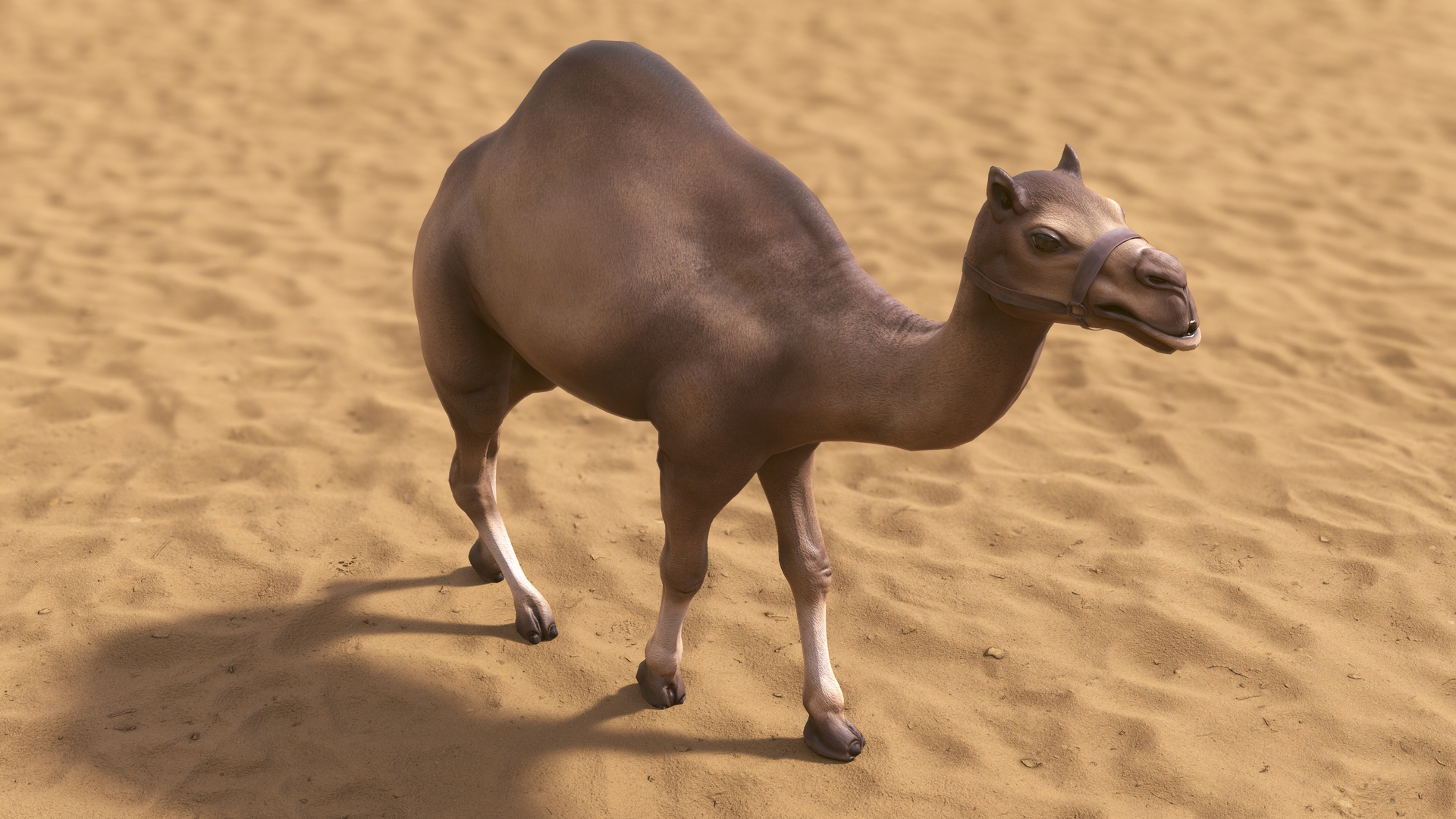 Desert Camel