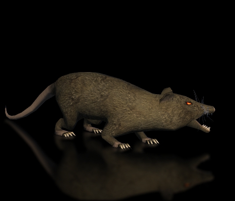 GIANT RAT Animal Creature