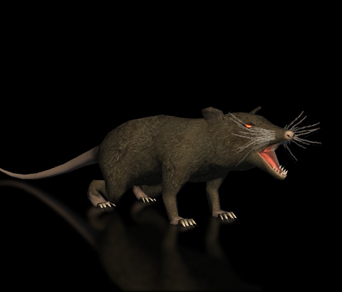 GIANT RAT Animal Creature