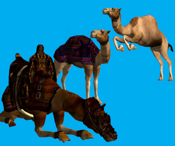 Camels