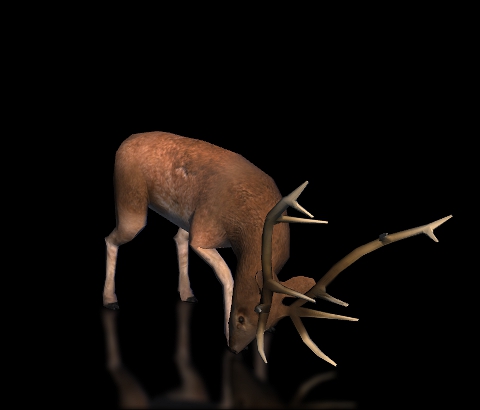 STAG Wild Animal