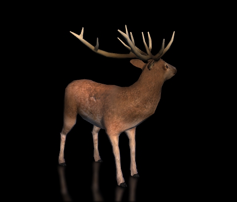 STAG Wild Animal
