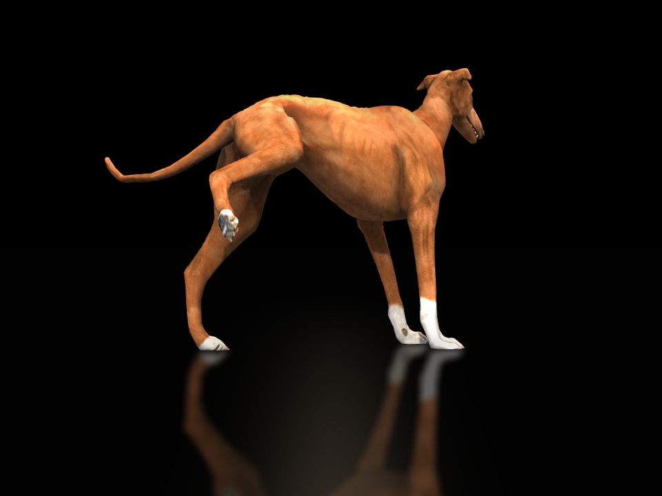 Greyhound