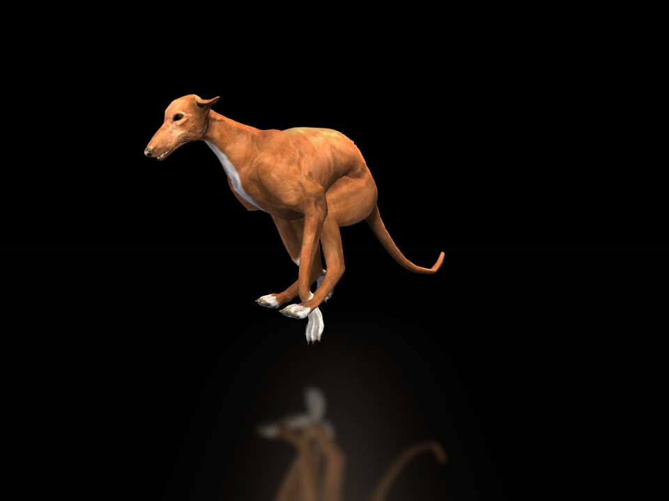 Greyhound