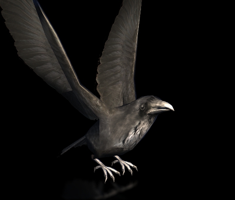 CROW Bird