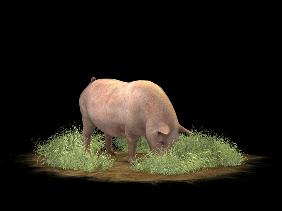 Pig