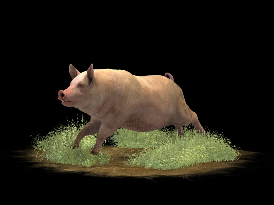 Pig