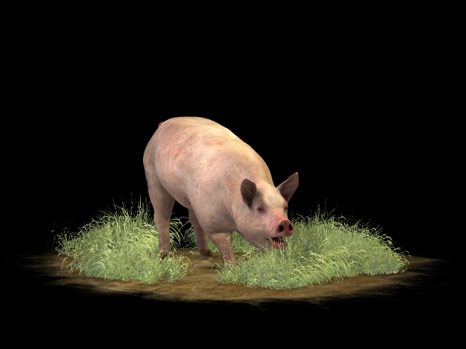 Pig