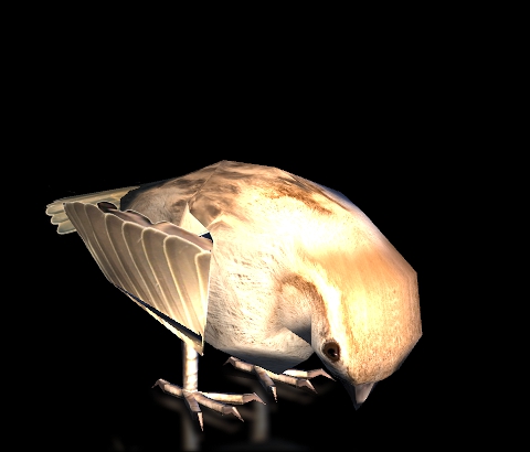 SPARROW bird