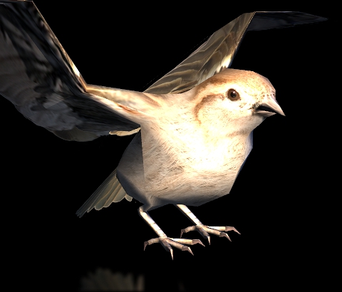 SPARROW bird