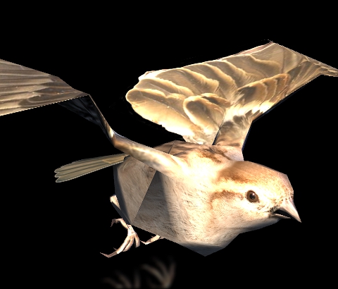 SPARROW bird