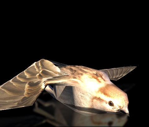 SPARROW bird