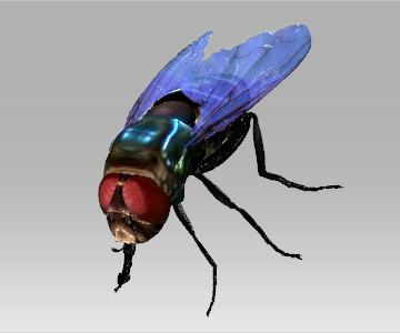 19 Flies 52 motions